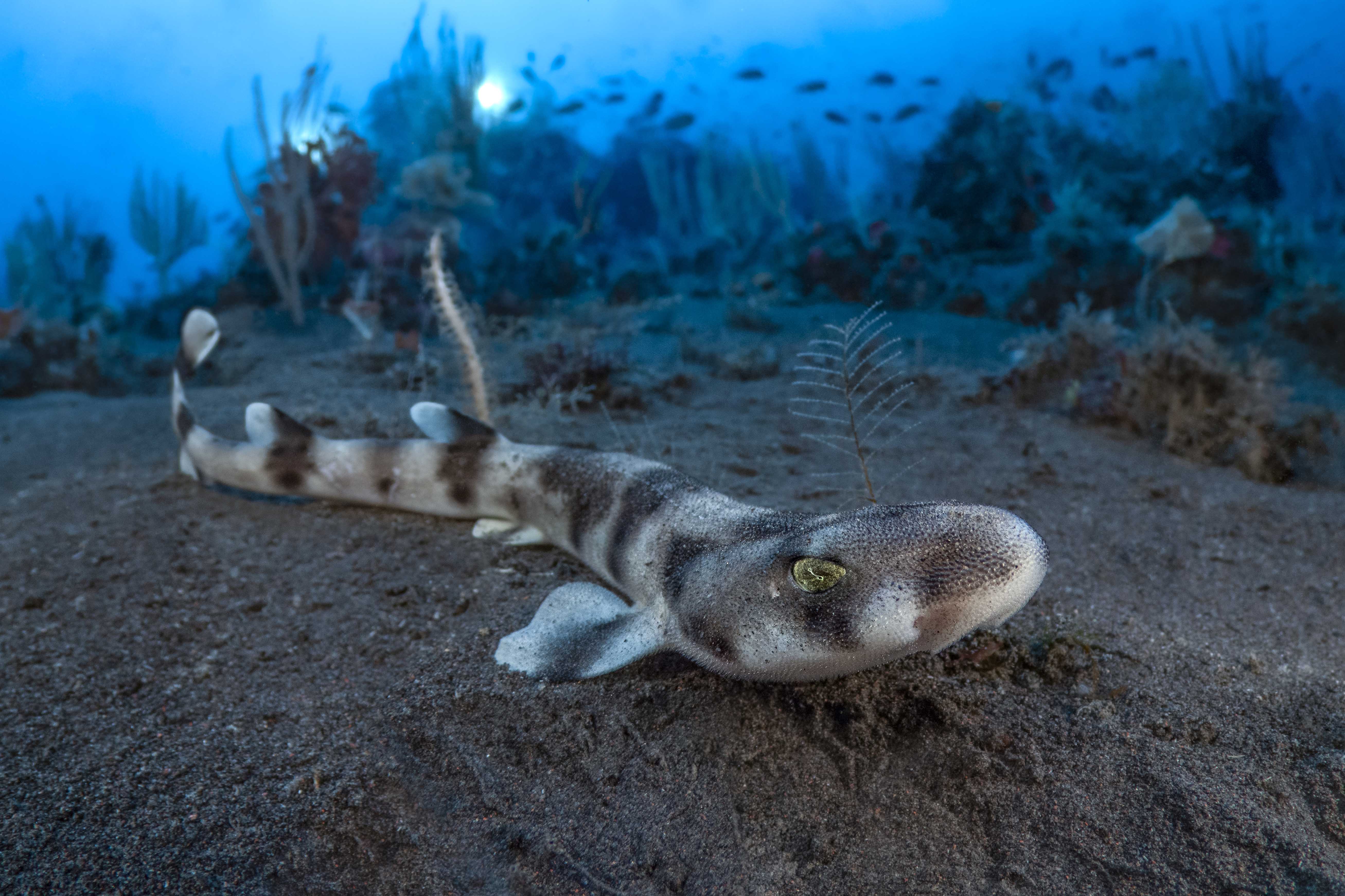 The fire under the sea - Gombessa Expeditions